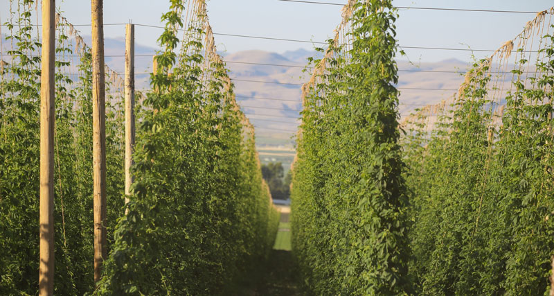 El lúpulo aromático Citra continúa reinando - Amantes cerveceros ...