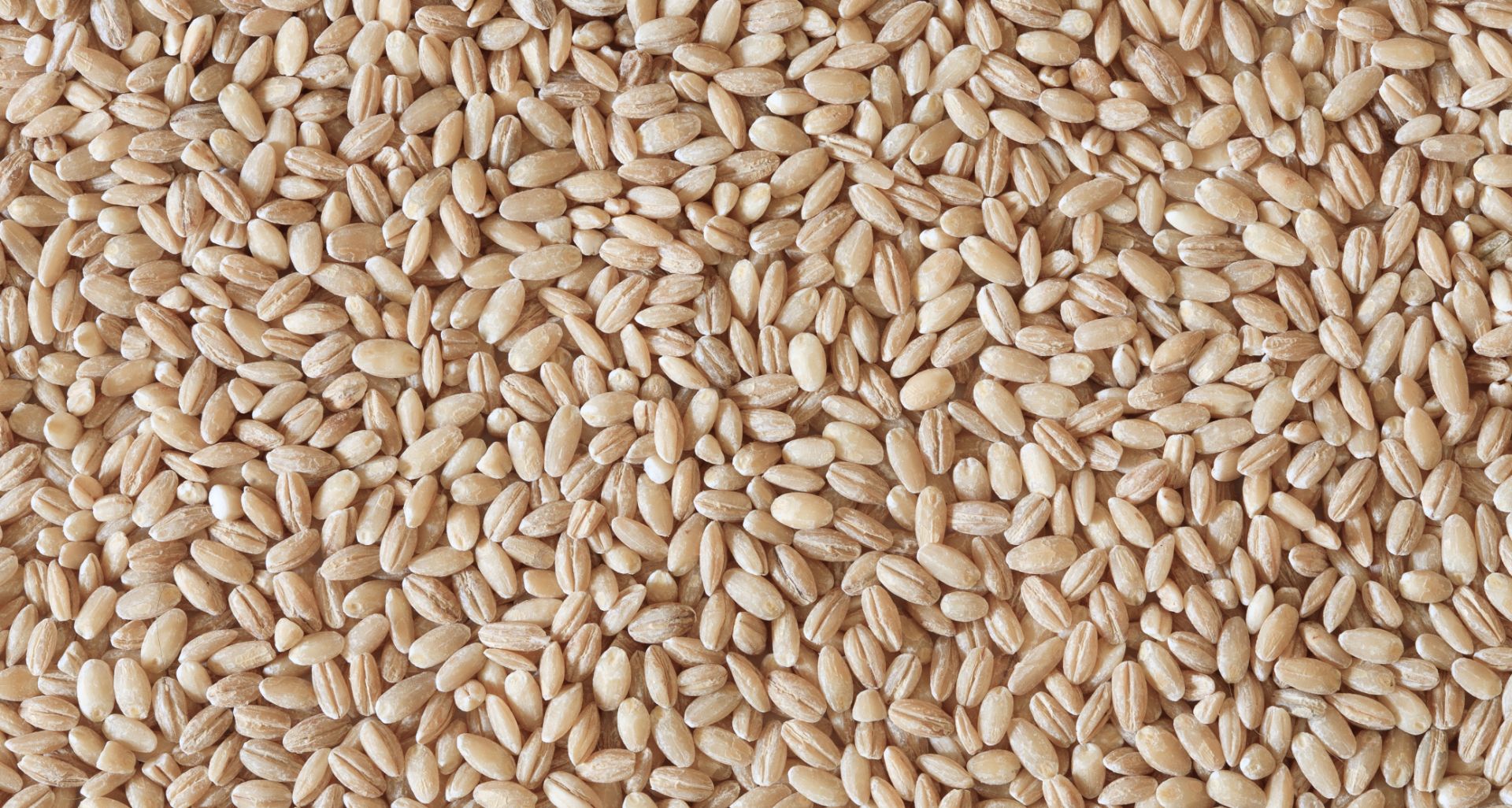 ¿ES LA CEBADA SIN MALTEAR UN INGREDIENTE CON FUTURO? - Amantes ...